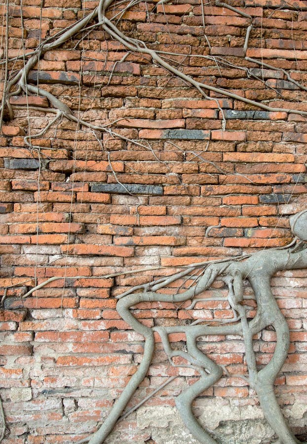 Tree in Old Wall Inside Vintage Thai Temple Stock Image - Image of ...