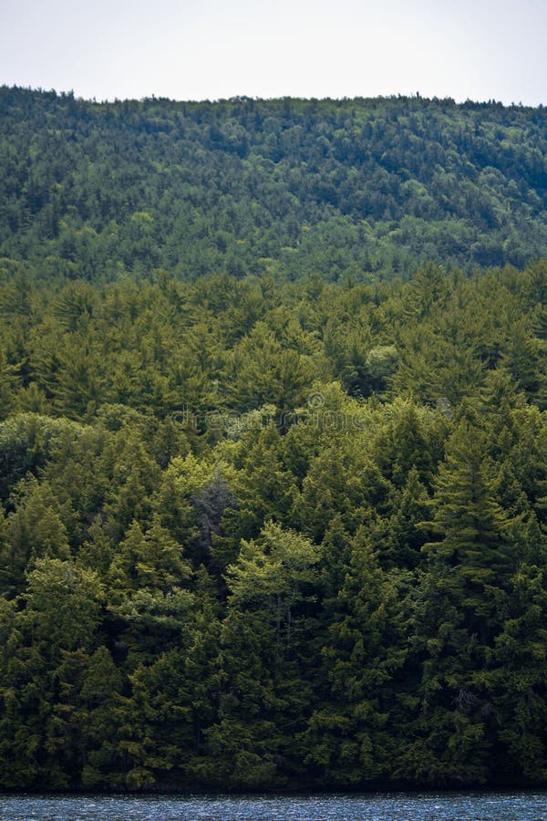 Tree Ombre stock photo. Image of tree, lake, abstract - 56334726