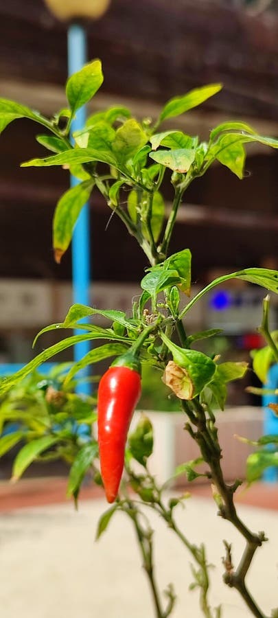 The Tree and One Chilli Not Look Healthy Stock Image - Image of tree ...