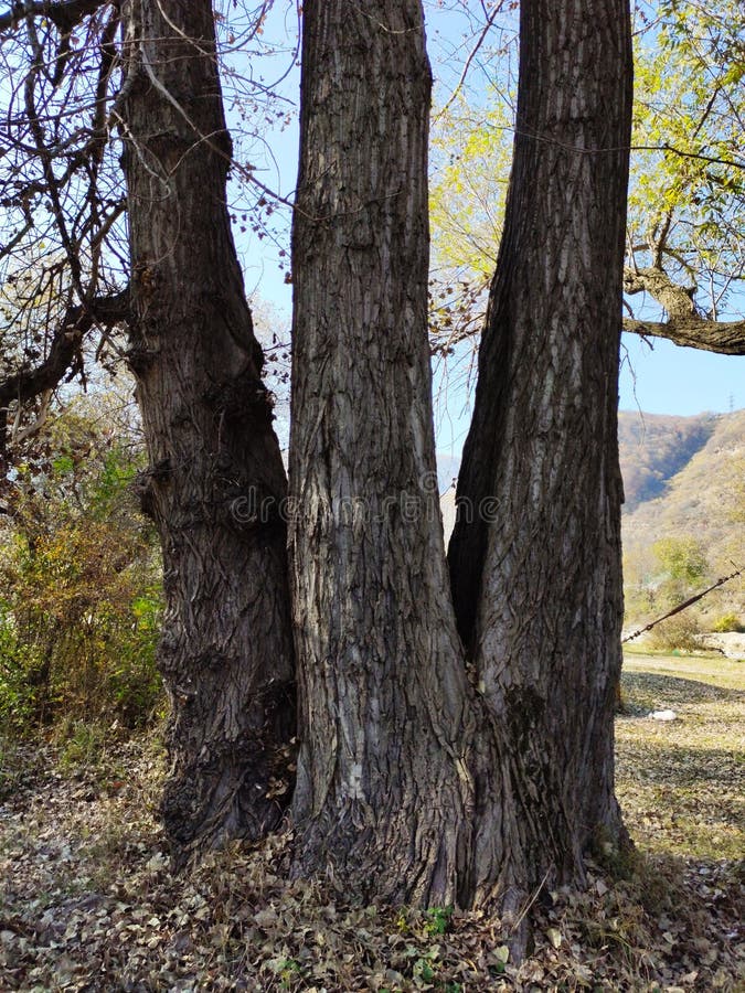 Three-trunk Aspen stock image. Image of triple, forest - 275517