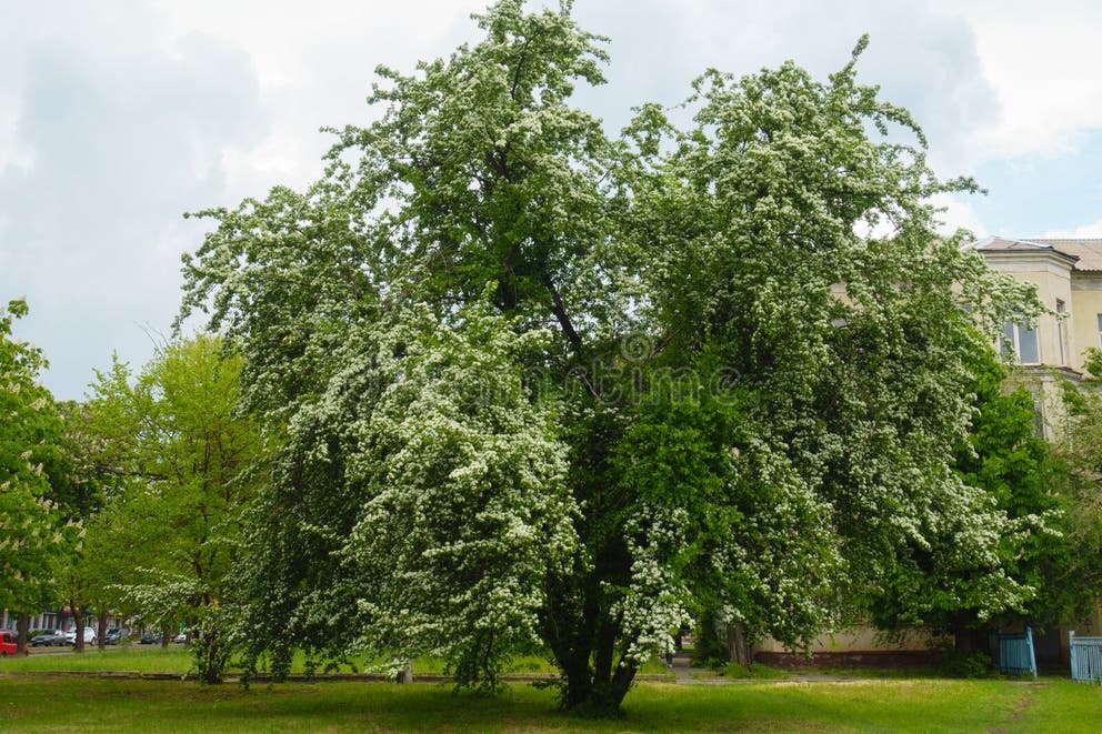 Tree of One-seed Hawthorn in Full Bloom in May Stock Photo - Image of ...