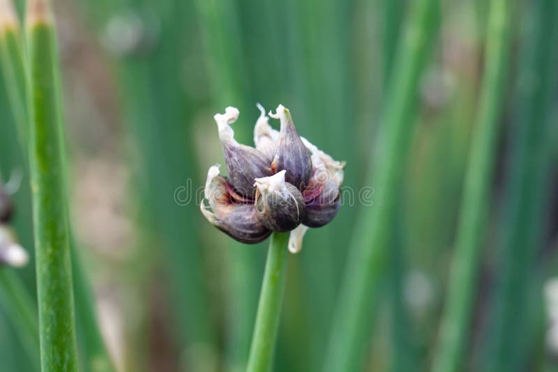 Tree Onion, Allium X Proliferum Stock Photo - Image of shallot ...