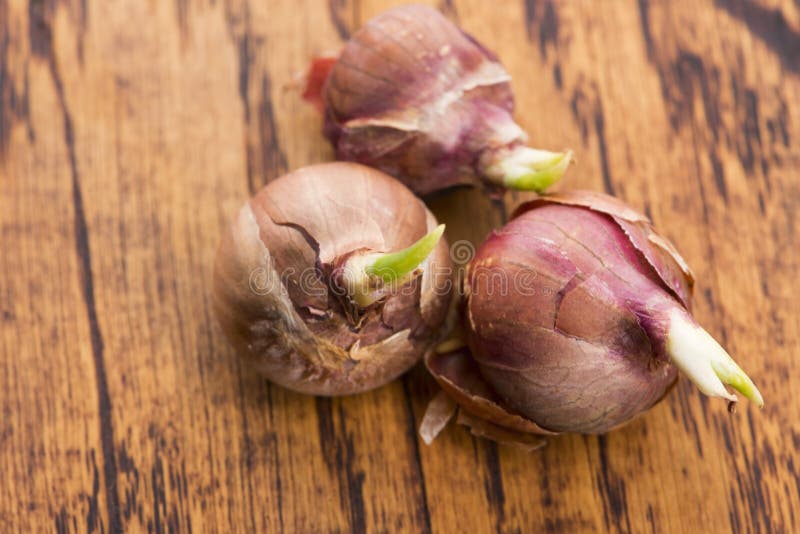 Tree Onions, Topsetting Onions, Walking Onions or Egyptian Onions Stock ...