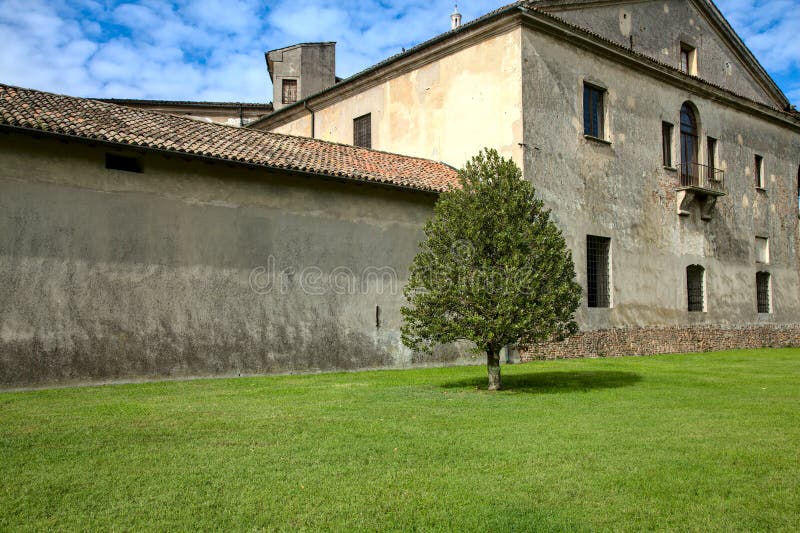 A Tree in an Opem Space with a Grey Wall As Background on a Clear Day ...