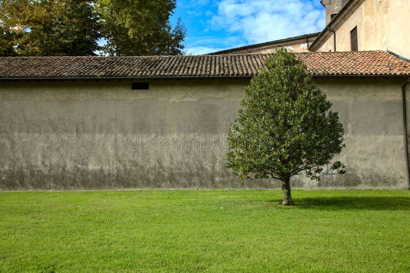 A Tree in an Opem Space with a Grey Wall As Background on a Clear Day ...