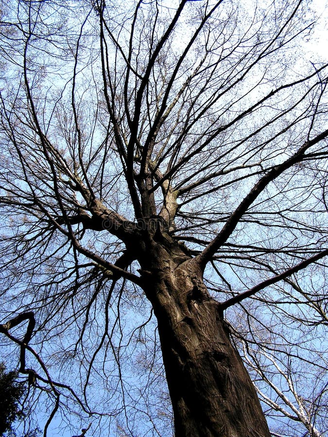 Free Nature (Forests) pictures, photos & images - Royalty-Free and ...