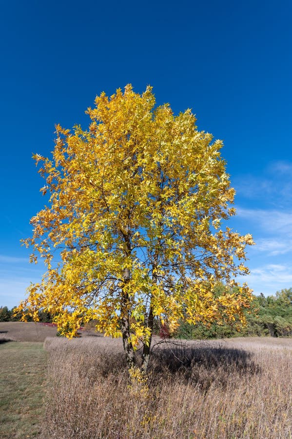 Tree in an Open Grassy Meadow with a Bright Blue Sky Above Stock Photo ...