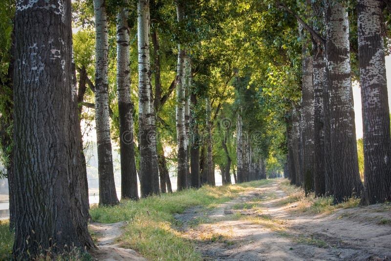 Tree open road stock photo. Image of speed, freedom, space - 11207238