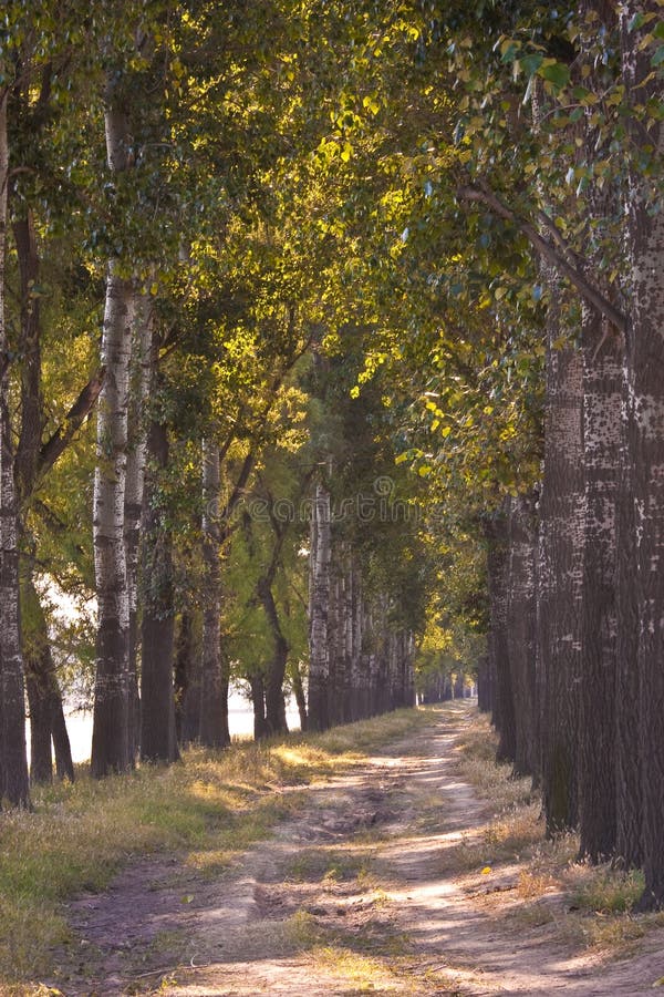 Tree open road stock image. Image of countryside, forest - 11207585