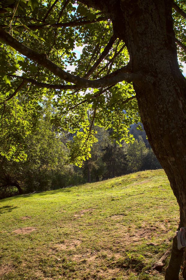 Tree in an Open Space of a Forest in the Mountains Stock Photo - Image ...