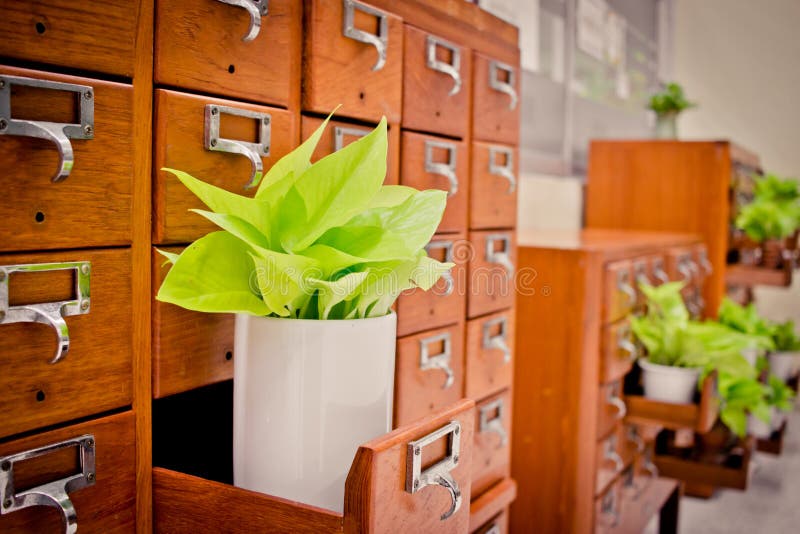 Tree on Open Wooden Cabinet Boxes in Library or Filing Archive R Stock ...