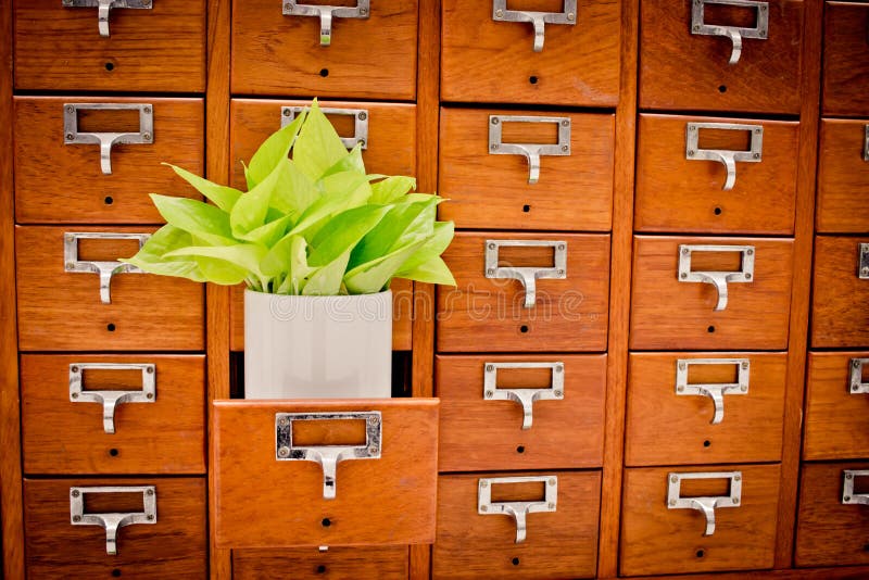 Tree on Open Wooden Cabinet Boxes in Library or Filing Archive R Stock ...