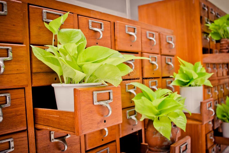 Tree on Open Wooden Cabinet Boxes in Library or Filing Archive R Stock ...