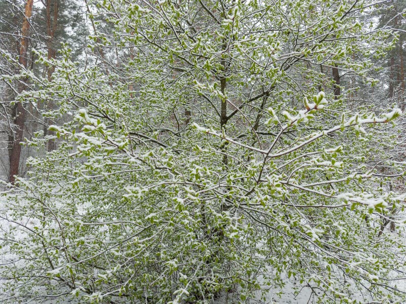 Tree Opened Leaves Spring Cold Snap Snowfall Stock Photos - Free ...