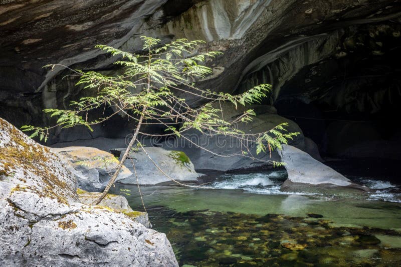 Lone Tree at Little Huson Caves Stock Photo - Image of quiet, water ...