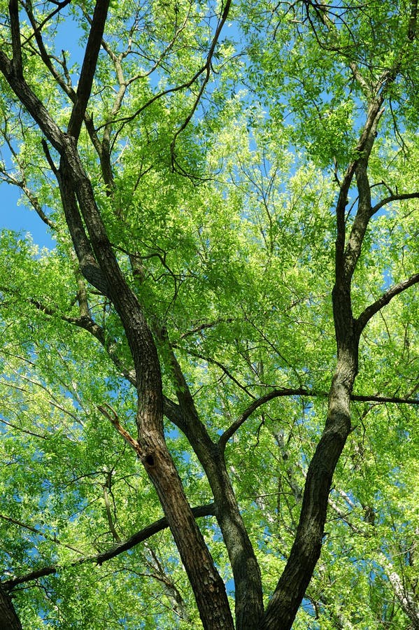 Tree Branches with Leaves and Sky. Stock Image - Image of photograph ...