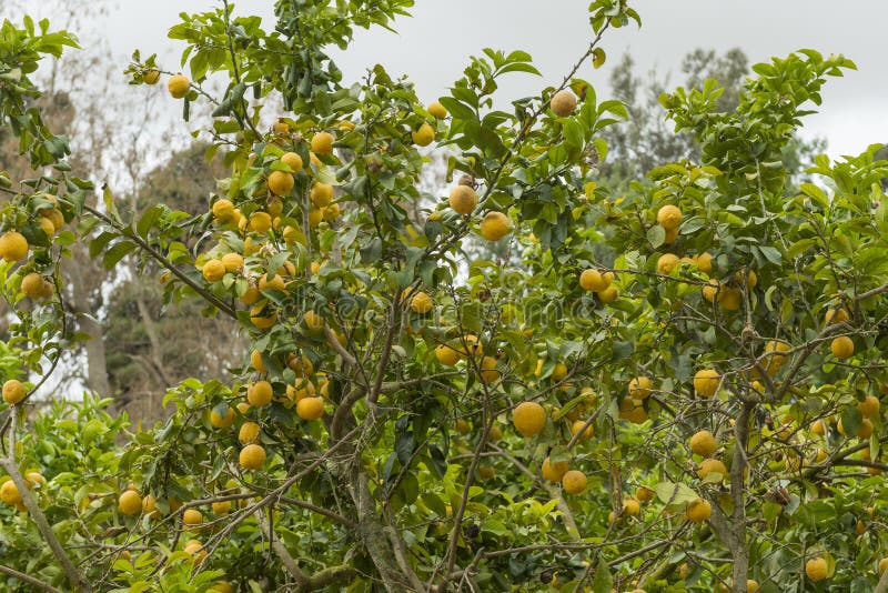 A Tree with Oranges on it that are Very Ripe Stock Photo - Image of ...