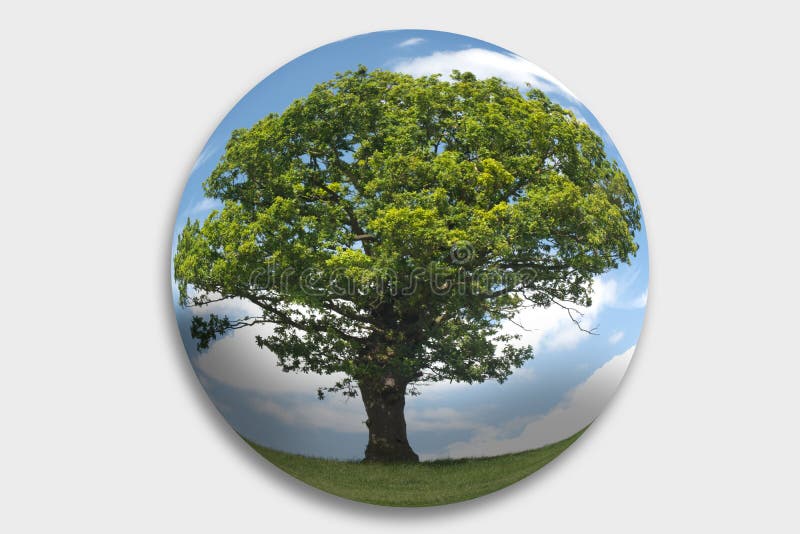Tree in an orb stock photo. Image of inside, bubble, field - 87595474