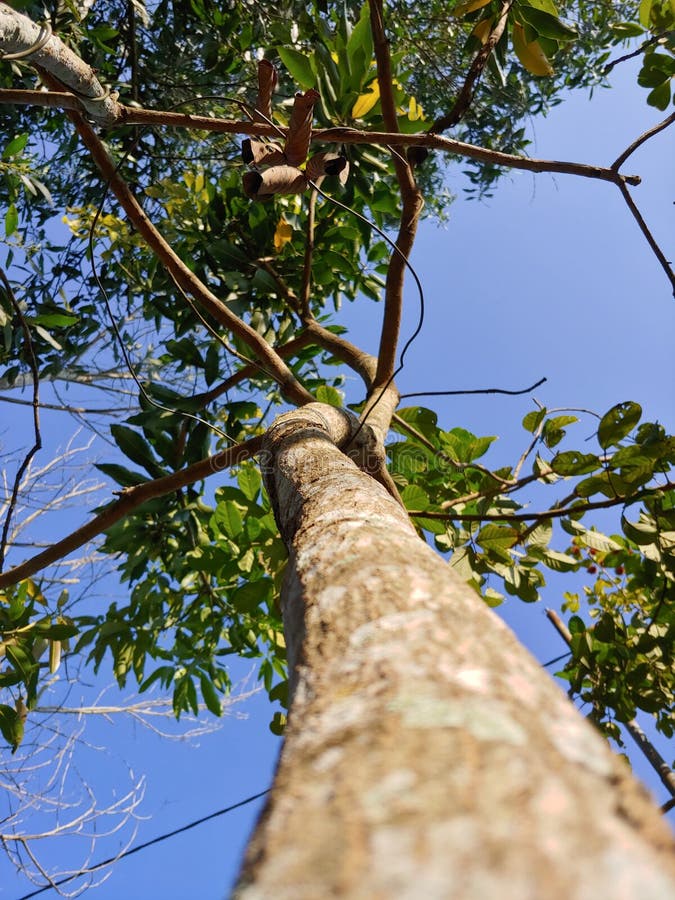 Tree in Orchard stock photo. Image of branch, leaf, orchard - 226980446