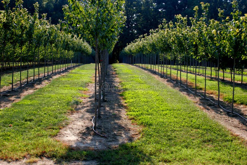 A Grove of Young Trees in Rows Stock Image - Image of arbor ...
