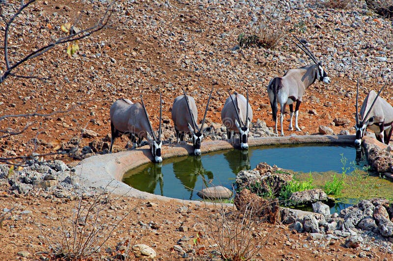 Three Orix Stock Photos - Free & Royalty-Free Stock Photos from Dreamstime