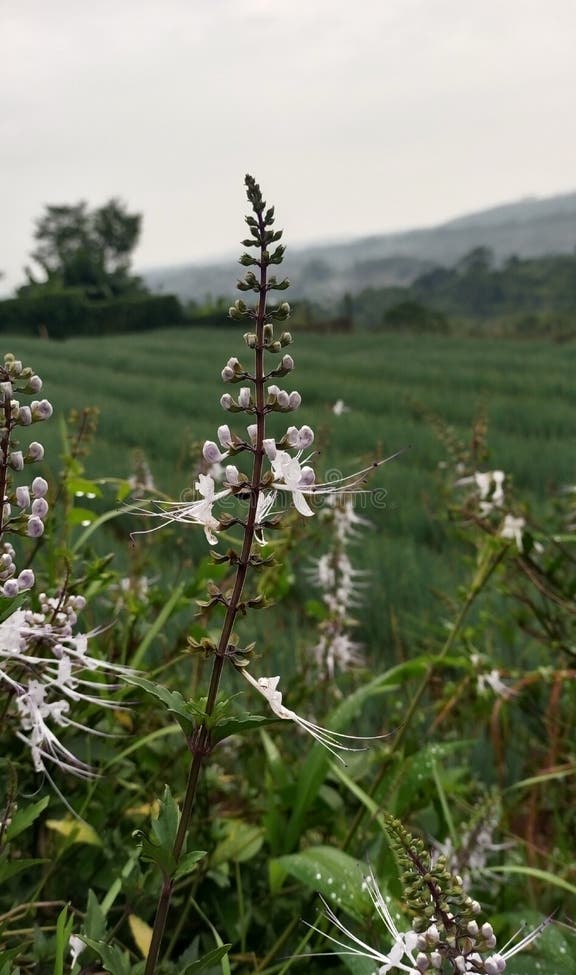Tree Orthosiphon Aristatus stock photo. Image of tree - 290232762