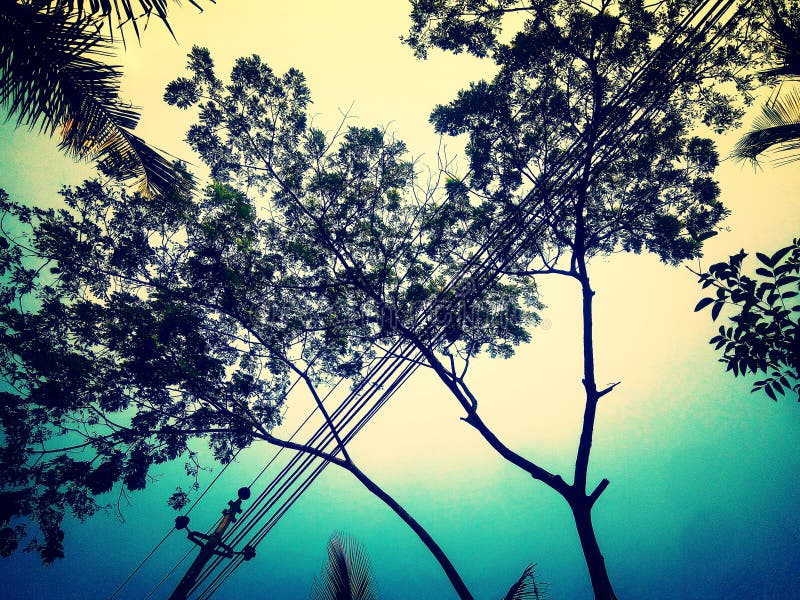 The Tree is Our Environment Friend Stock Photo - Image of trees, friend ...