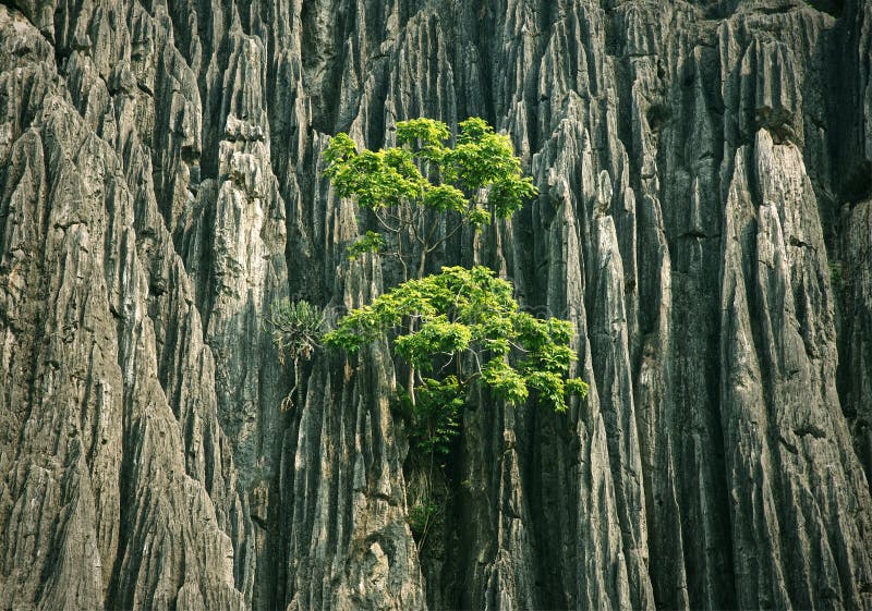 Tree Outcrop on Limestone Mountain Stock Image - Image of thailand ...