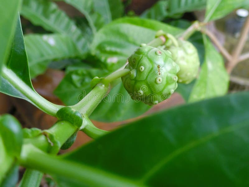 Tree Outdoor Green Thai Thailand Stock Photo - Image of thai, tree ...