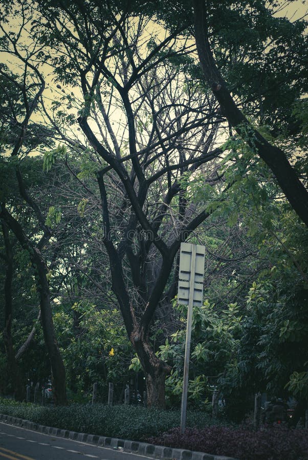 Tree Outdoor Street Nature Mysteri Stock Photo - Image of outdoor ...