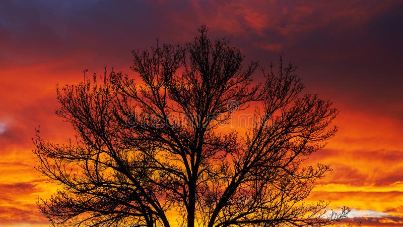 Tree outline at sunset stock image. Image of show, winter - 104794679