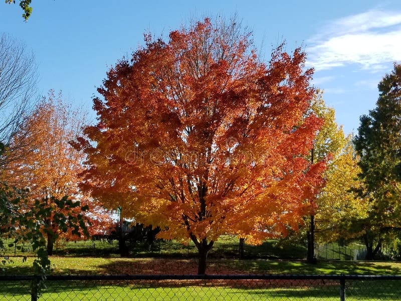 Fall colors stock image. Image of colors, outside, tree - 121543085