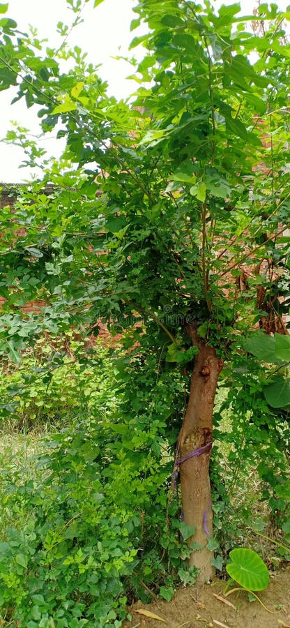 Tree in the outside stock photo. Image of herb, leaf - 193351292