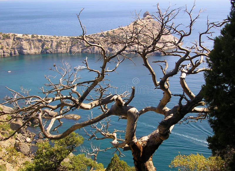Tree over the bay stock photo. Image of ukraine, mountains - 84889396