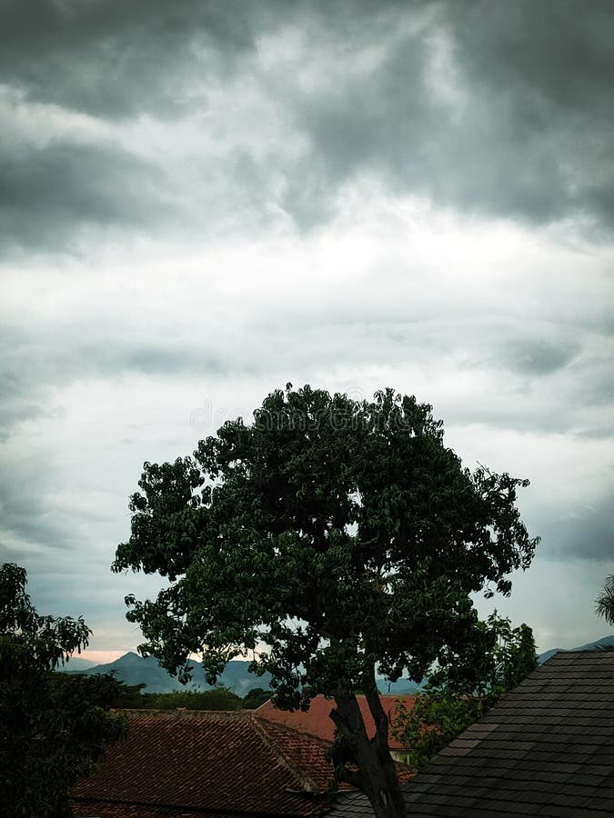 Tree over the building stock image. Image of cloud, building - 274855311