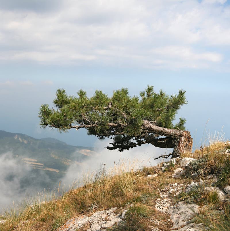 Tree over the clouds stock photo. Image of hill, beauty - 16106688
