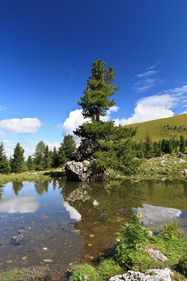 Tree over the lake stock photo. Image of italy, cloud - 24569202