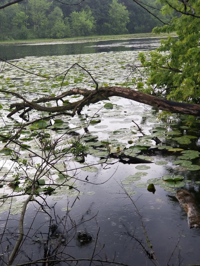 Tree Over Lake of Lilys stock image. Image of brokentree - 165832579