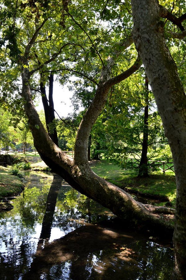 Tree over a lake in a park stock photo. Image of green - 156499234