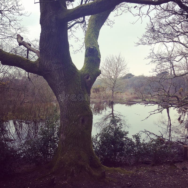 Tree over the lake stock photo. Image of relaxing, woods - 52562780