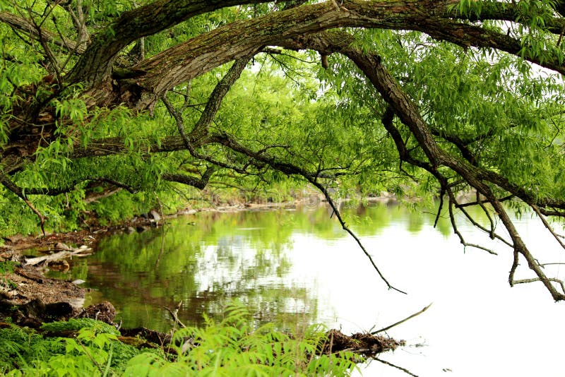 Tree Over the Lake in Spring. Stock Photo - Image of beauty, tree ...