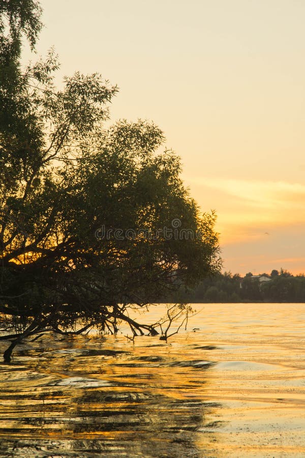 Tree Over the Lake on Summer Evening Stock Image - Image of beautiful ...