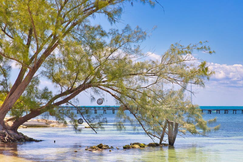 A Tree Over Looking the Ocean in Mexico Stock Photo - Image of tropical ...