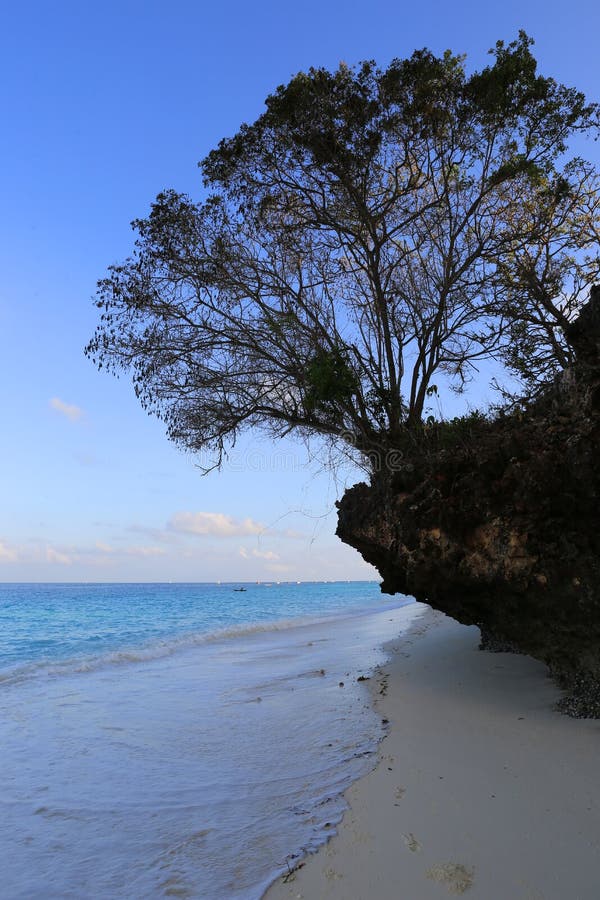Tree over river in forest stock photo. Image of green - 25552330