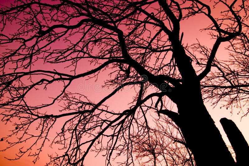 Tree over red sky stock image. Image of fire, natural - 2532277