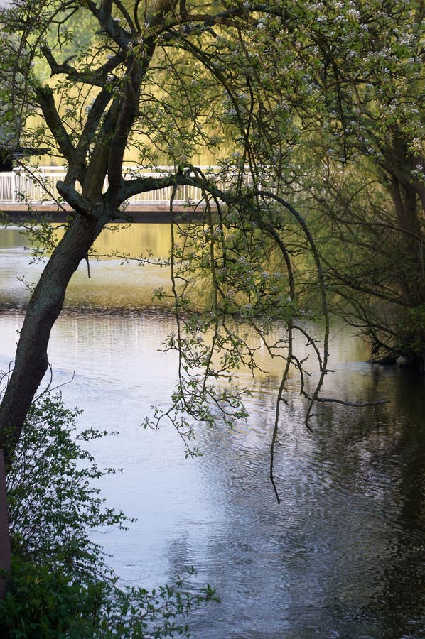 Tree over the river stock image. Image of river, reflection - 13084281
