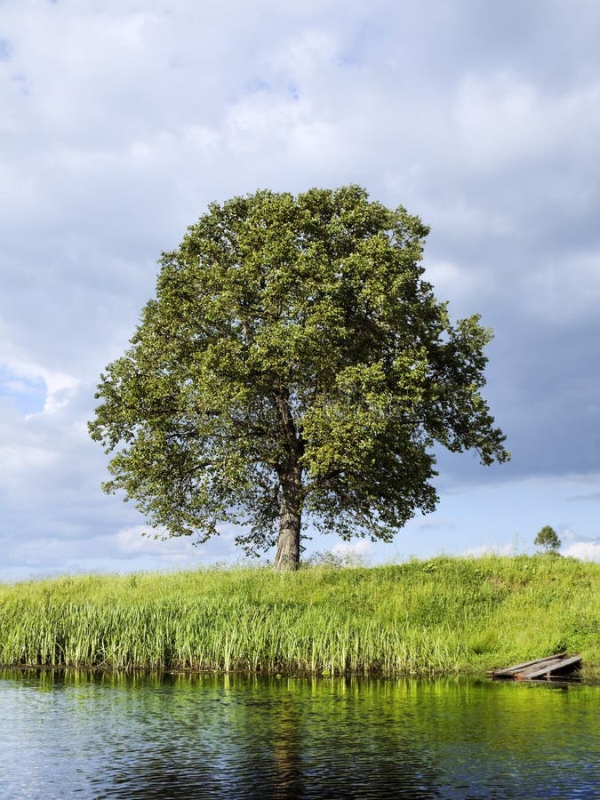 Tree over river stock image. Image of ecology, river - 15528993