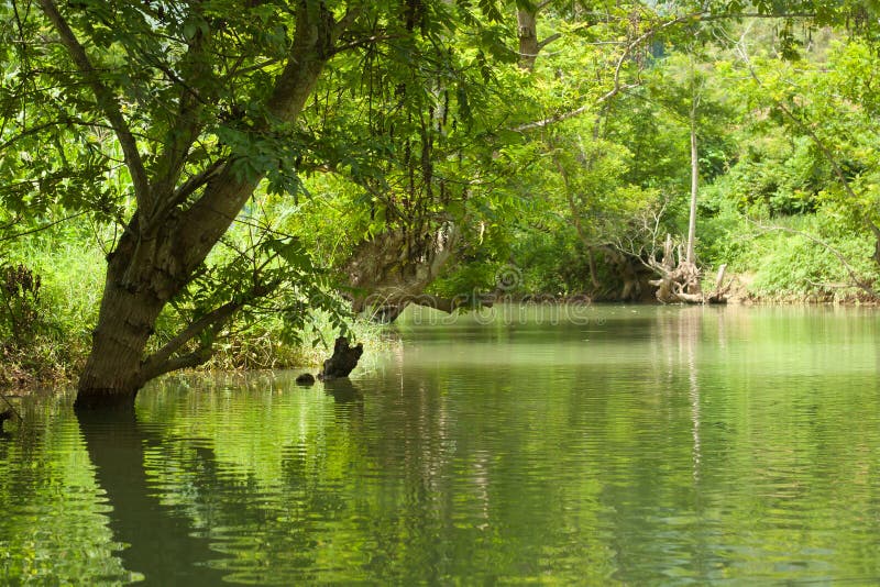 Tree over river (2) stock image. Image of village, wenshan - 16684459