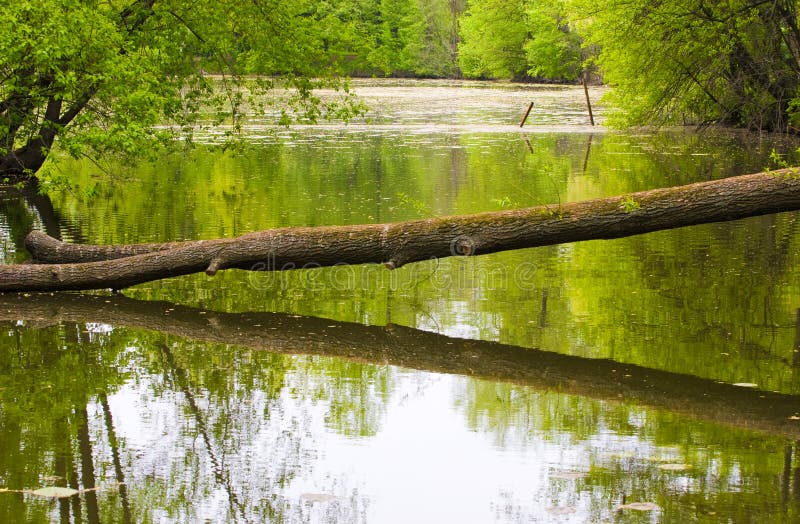 Tree over the river stock photo. Image of nature, green - 8890498