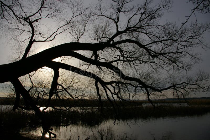 Tree over the river stock photo. Image of river, flower - 204845704